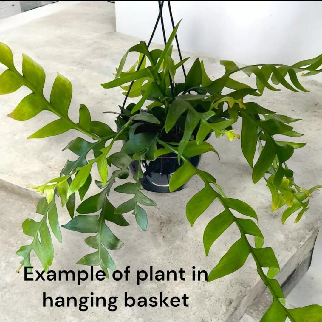 US SELLER Fern Leaf/sharks Tooth Cactus Unrooted Cutting in Prop Cup - Etsy