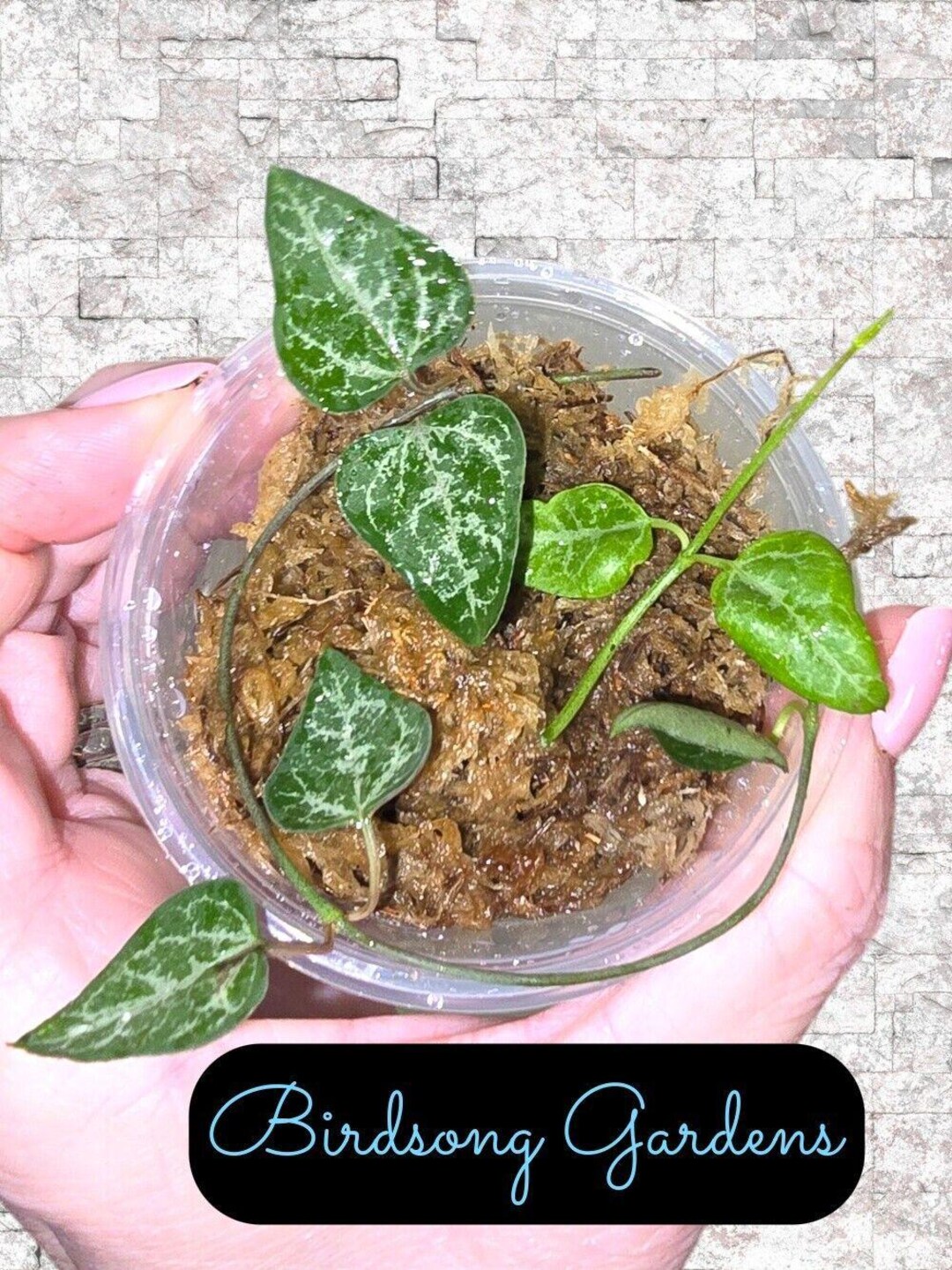 String of Spades/arrows Cuttings in Prop Cup - Etsy