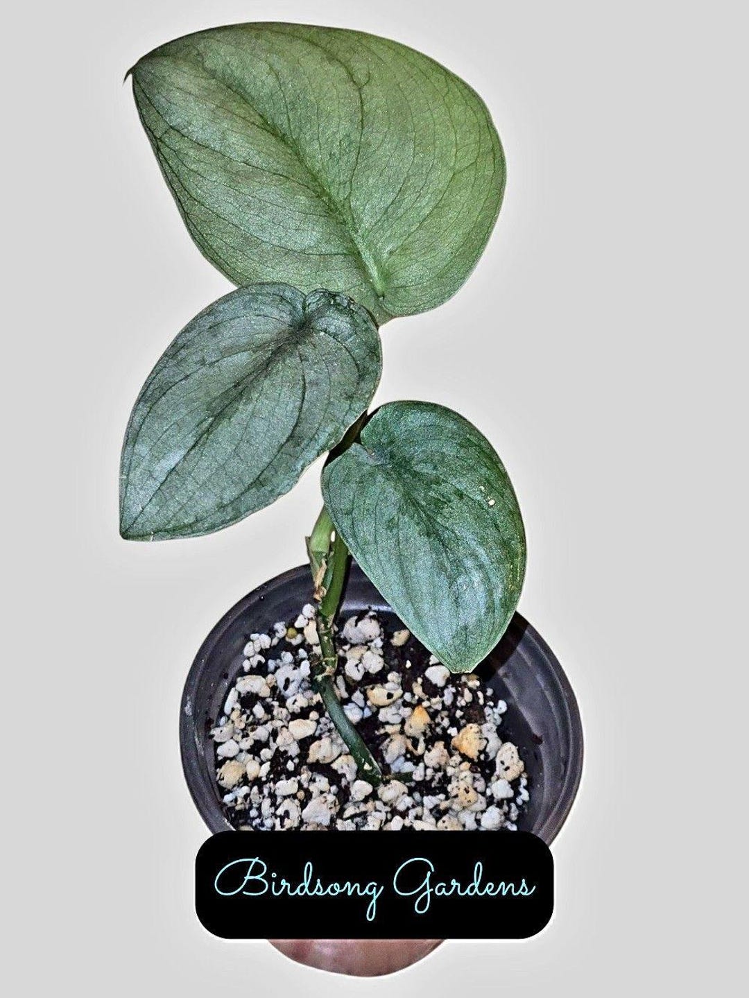 Scindapsus Platinum Rooted Plant 4" Pot - Etsy