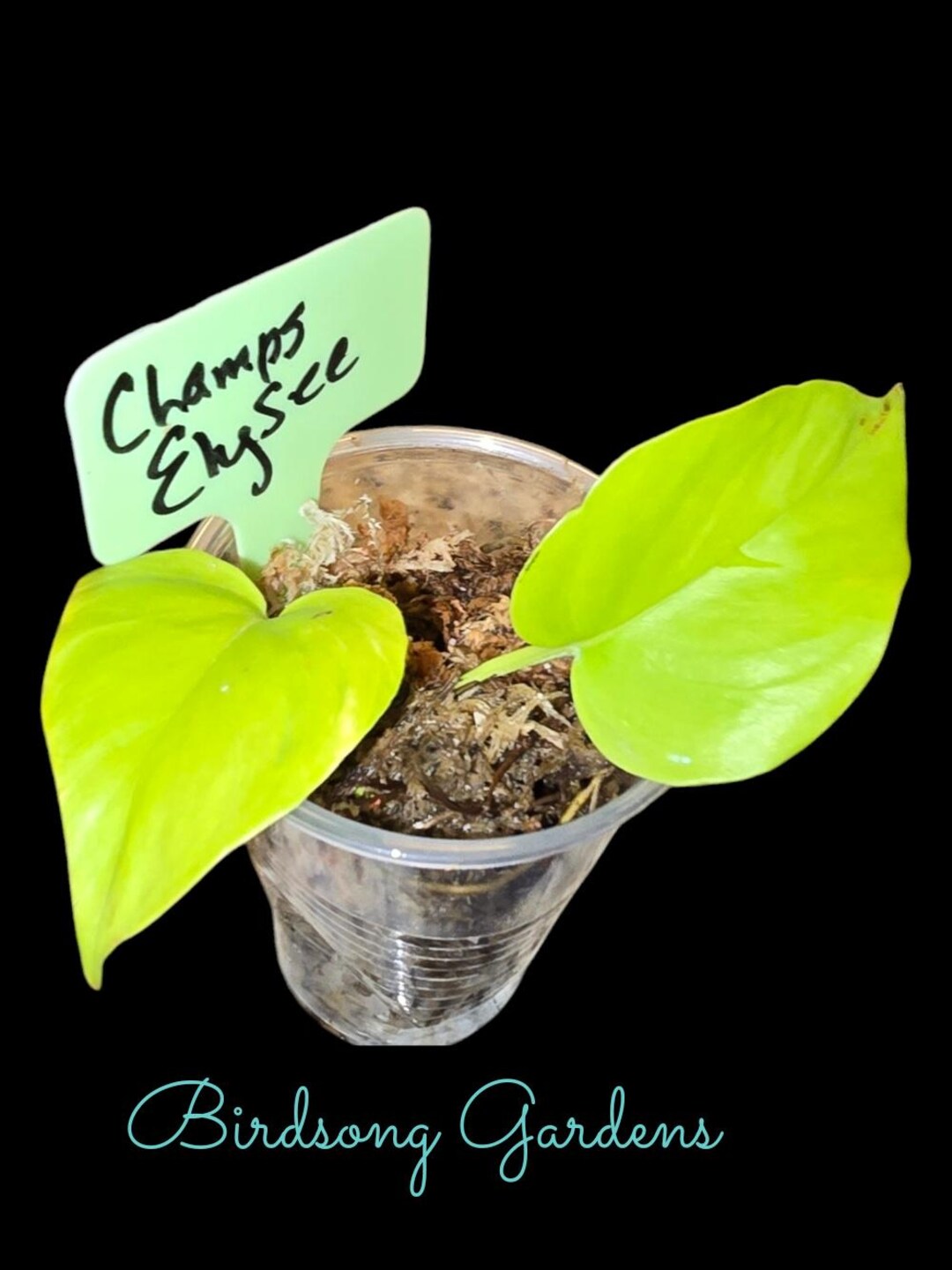 Terunoworld Japanese Pothos Champs Elysees Rooted Cuttings X 2 in Prop ...