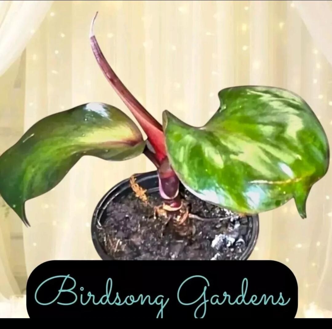 Philodendron Red Heart Rooted in 4 Pot Beautiful Shaped Leaves - Etsy