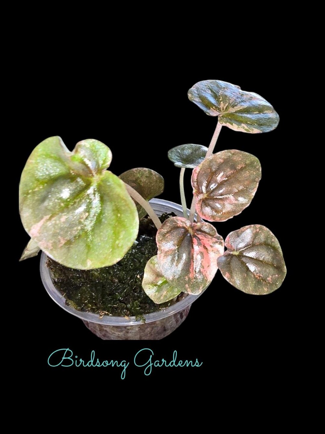 Peperomia Pink Lady Beautiful Pink Leaves Plant Lightly Rooted in 2 ...