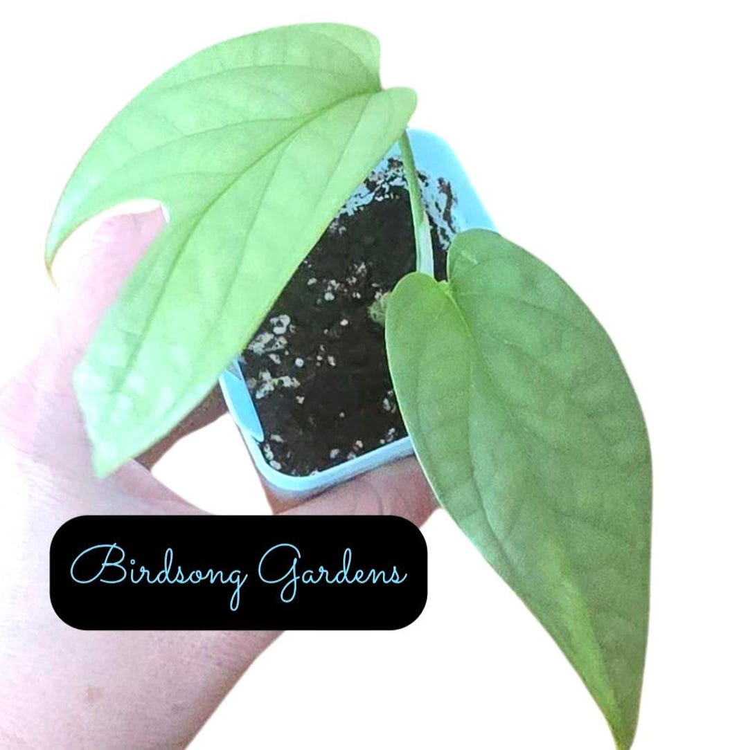 Amydrium Silver Spiderman Monstera Rooted Starter Plant 3 " Pot Plant ...