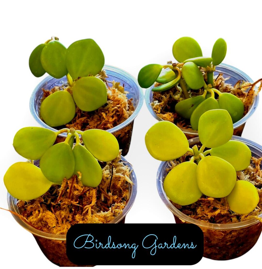 Peperomia Hope Unrooted Cutting in Propagation Cup - Etsy