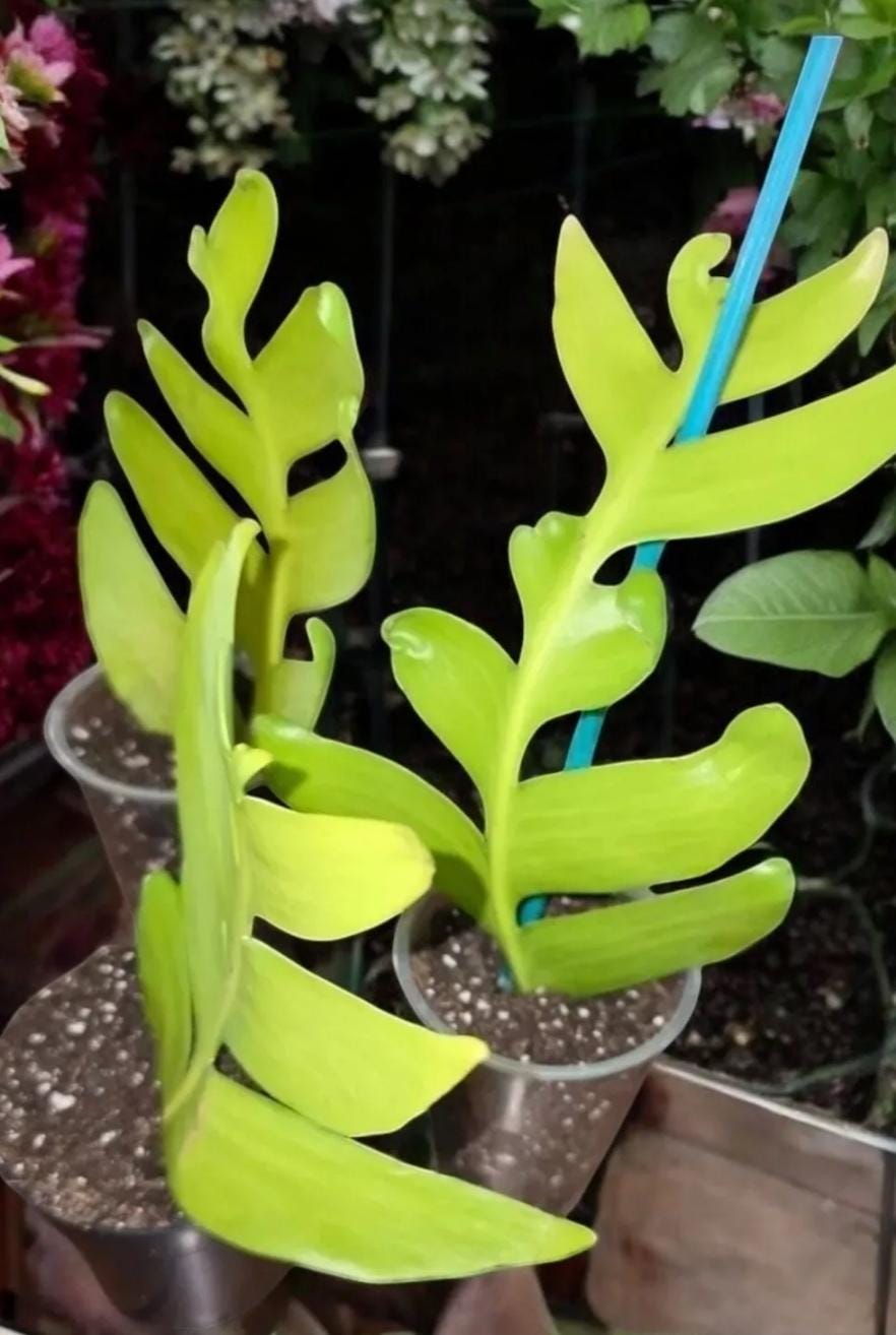 Birdsonggardensshop Fern Leaf/sharks Tooth Cactus Unrooted Cutting in ...