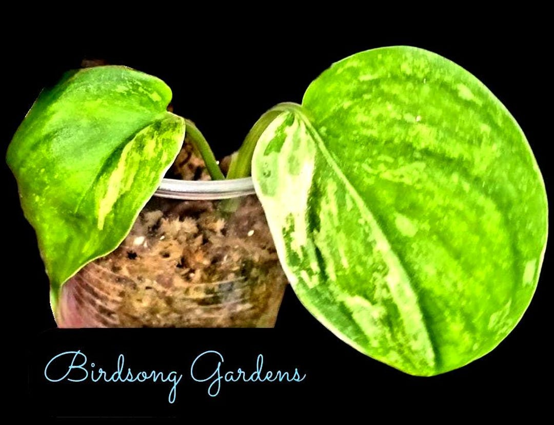 Birdsonggardensshop Scindapsus Mangurai 2 Leaf Unrooted Cutting in Prop ...