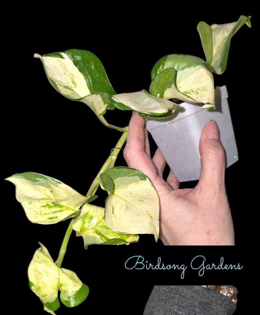 Manjula Pothos *rare Variegated *rooted Plant in 3" Pot* *multiple ...