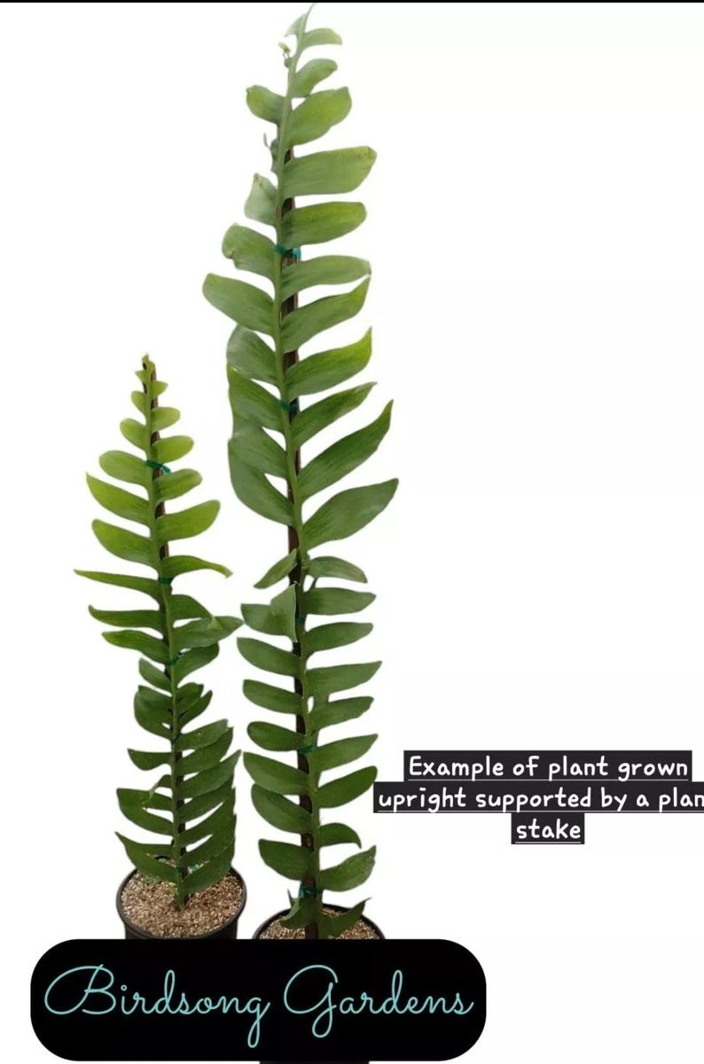 Birdsonggardensshop Fern Leaf/sharks Tooth Cactus Unrooted Cutting in ...