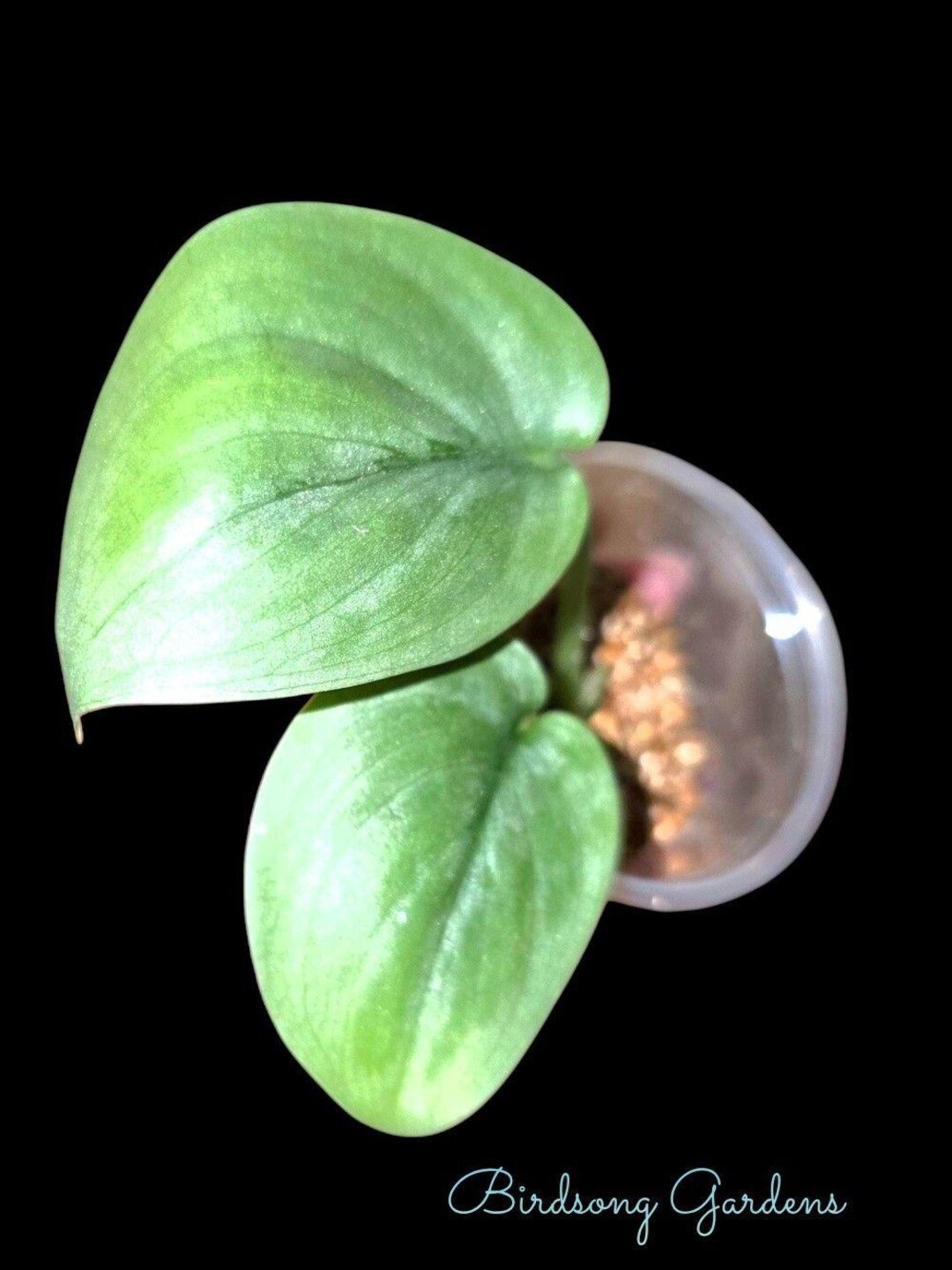 2 Leaf Scindapsus Tattoo - Plant Lightly Rooted in Prop Cup - Etsy
