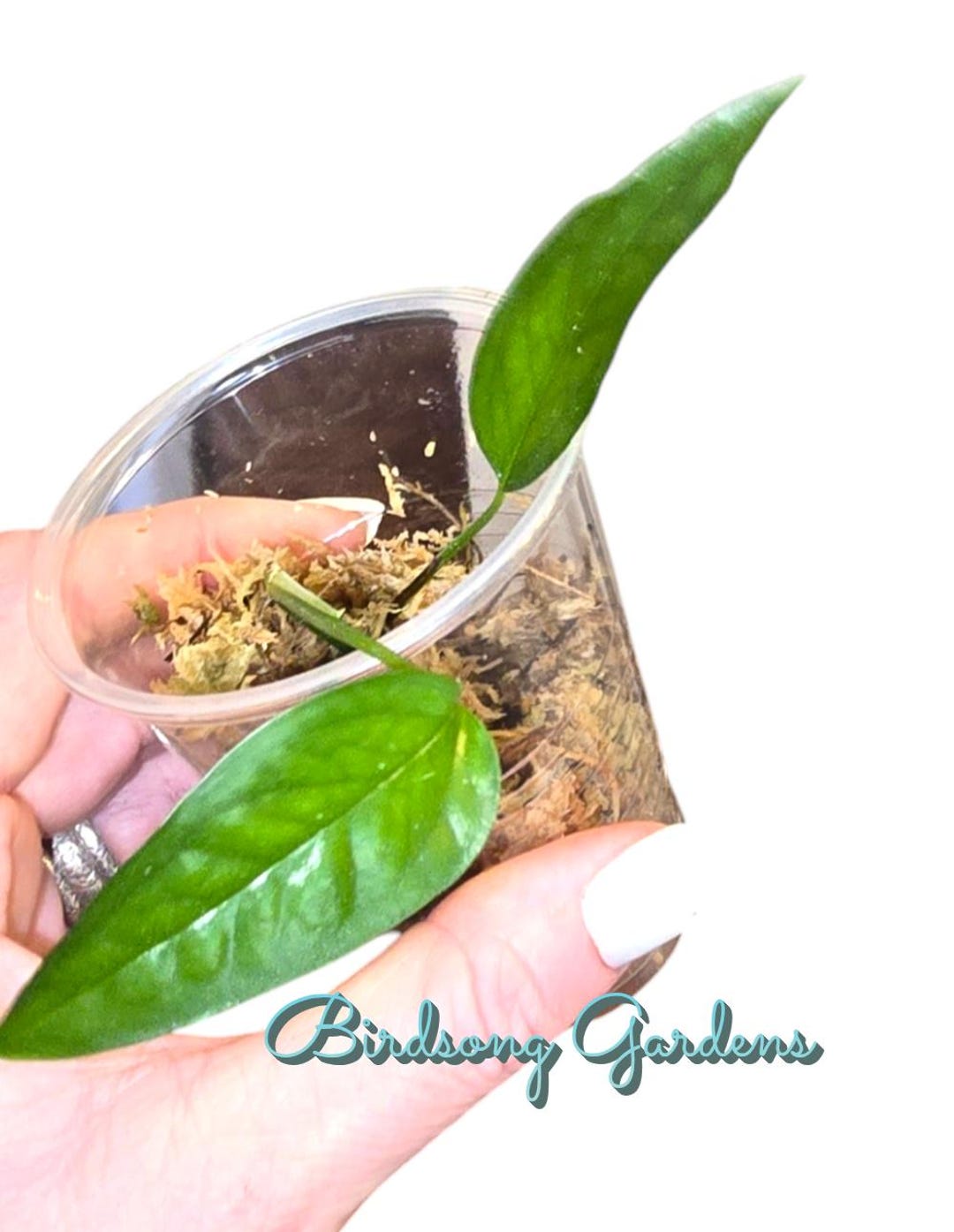 Skeleton Key Pothos 2 Leaf Cutting in Prop Cup - Etsy