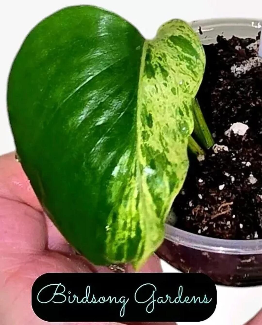 Teruno Fanfare terunoworld Japanese Pothos Cutting in Prop Cup - Etsy