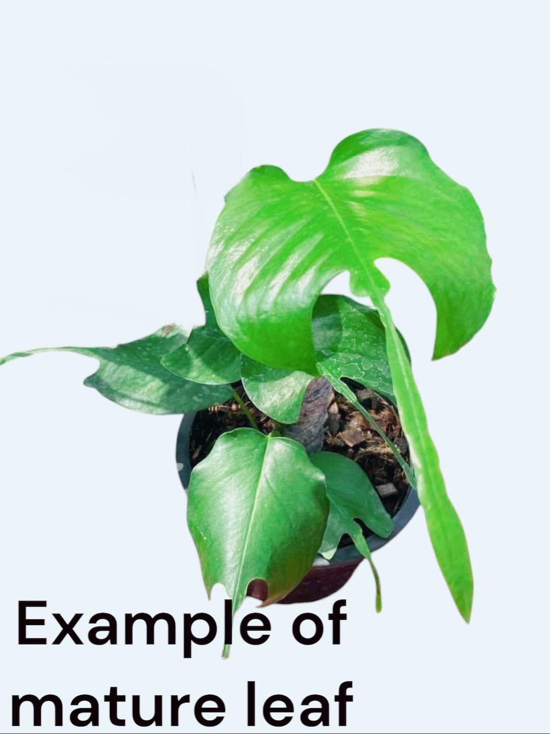 Birdsonggardensshop Skeleton Key Pothos 2 Leaf *unrooted* Cutting in ...