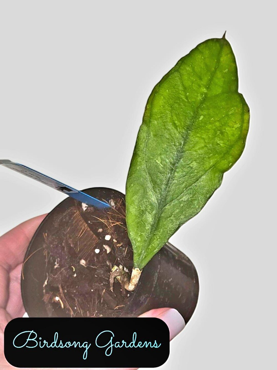 Birdsonggardensshop Hoya Chicken Farm Rooted Cutting 3" Pot - Etsy
