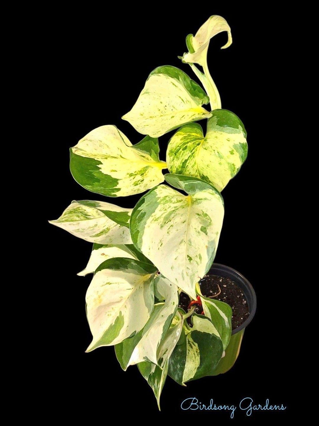 Manjula Pothos Rooted Plant: Variegated Foliage in 4" Pot - Etsy