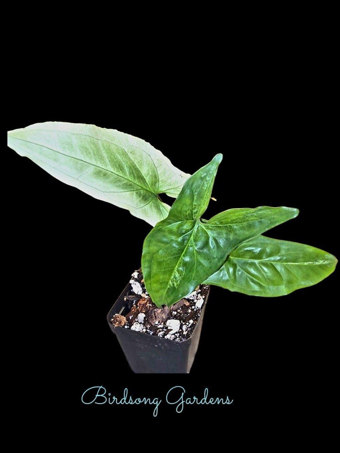Mint of Sumatra Syngonium Rooted Plant 3" Pot *very Rare* - Etsy