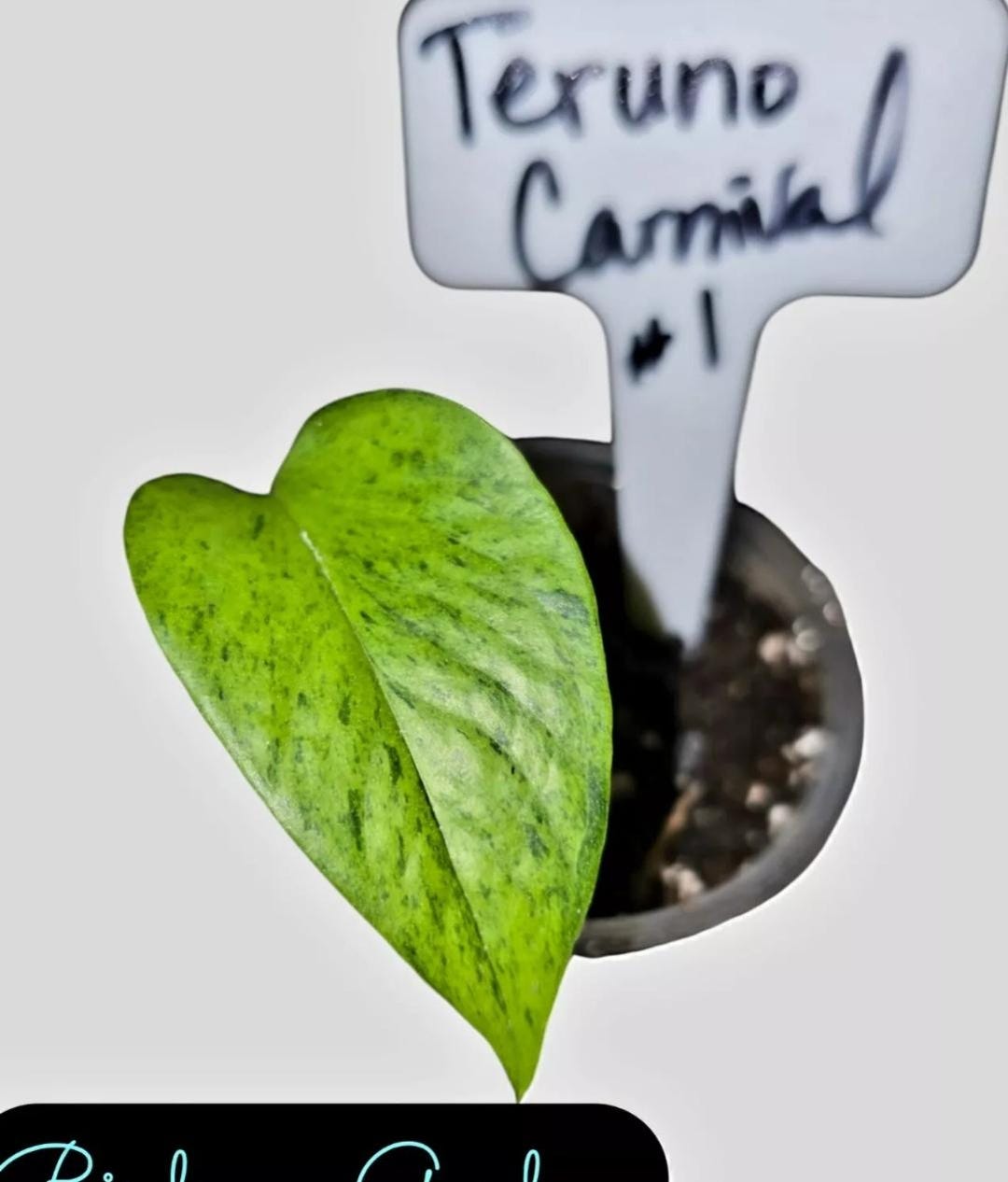 Teruno Carnival (terunoworld Japanese Pothos) Rooted Cutting 3" Pot - Etsy