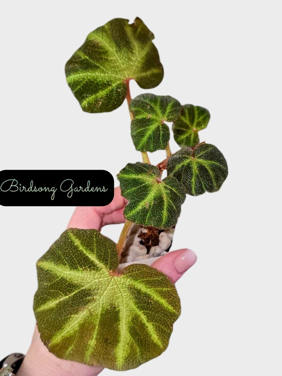 Begonia Soli-mutata Rooted Plant 3" Pot - Etsy