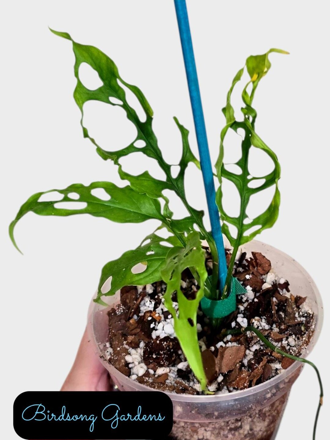 Monstera Obliqua Peru Plant, Rooted With Runner Node, 4" Pot - Etsy
