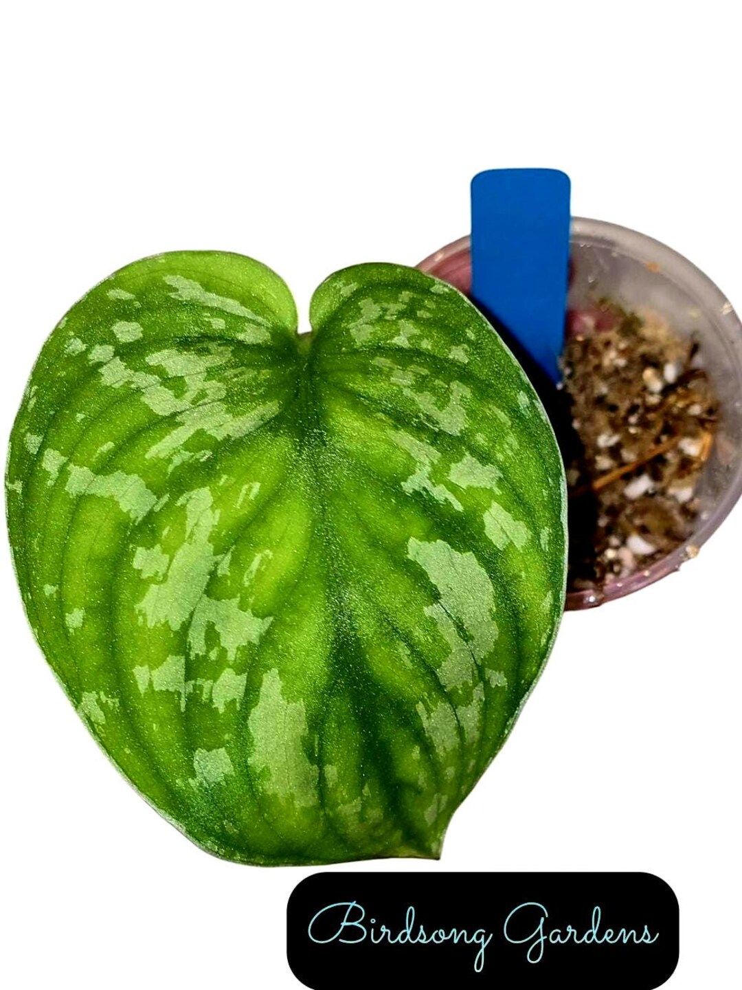 Scindapsus Baticon Rooted Cutting in Prop Cup - Etsy