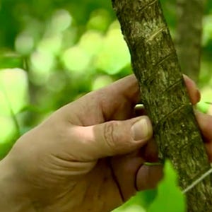 Elegant Cane With Exquisite Leaf and Diamond Pattern – Handmade Walking ...