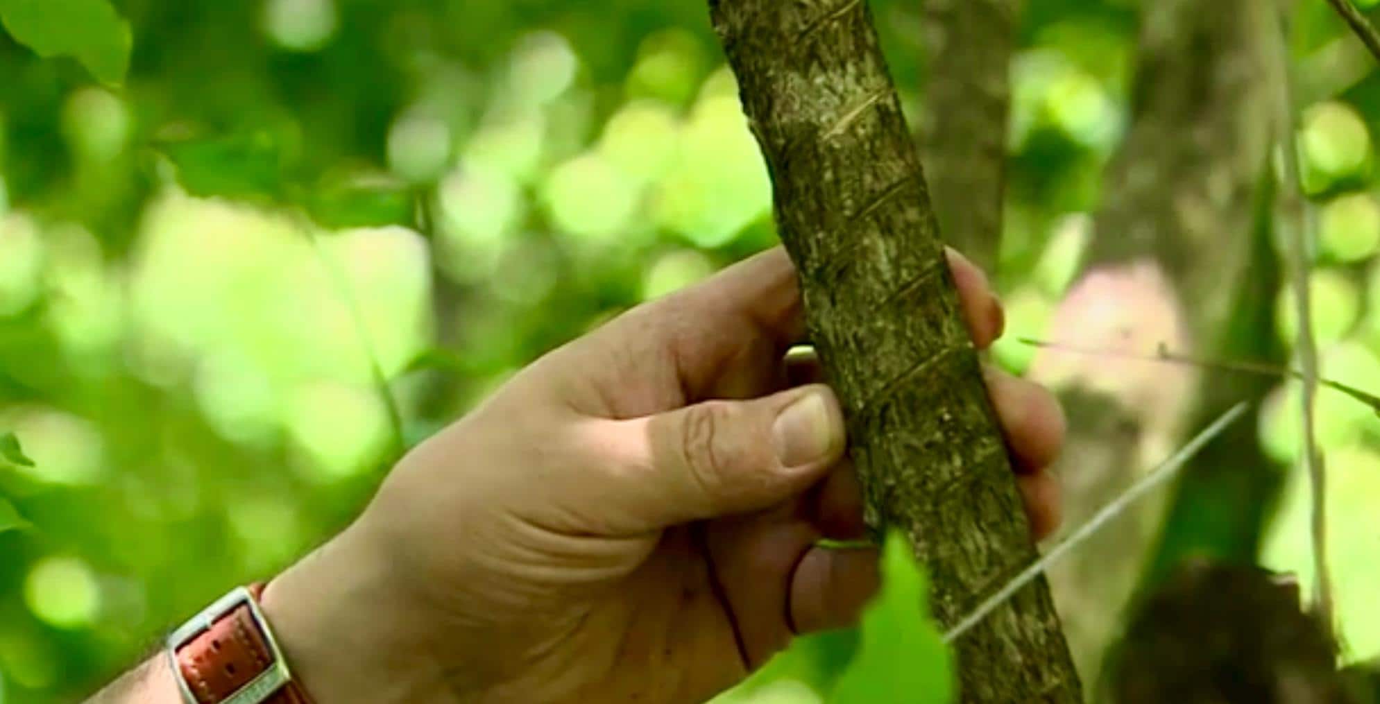 Luxury Cane With Intricate Flower Design - Perfect for Everyday Use - Etsy