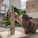 Bunny Lettuce Tree: Wood Foraging Toy, Rabbit Enrichment - Etsy