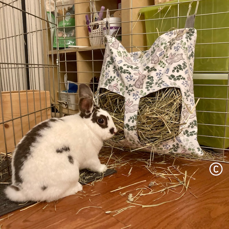 Rabbit Hanging Enrichment - Etsy