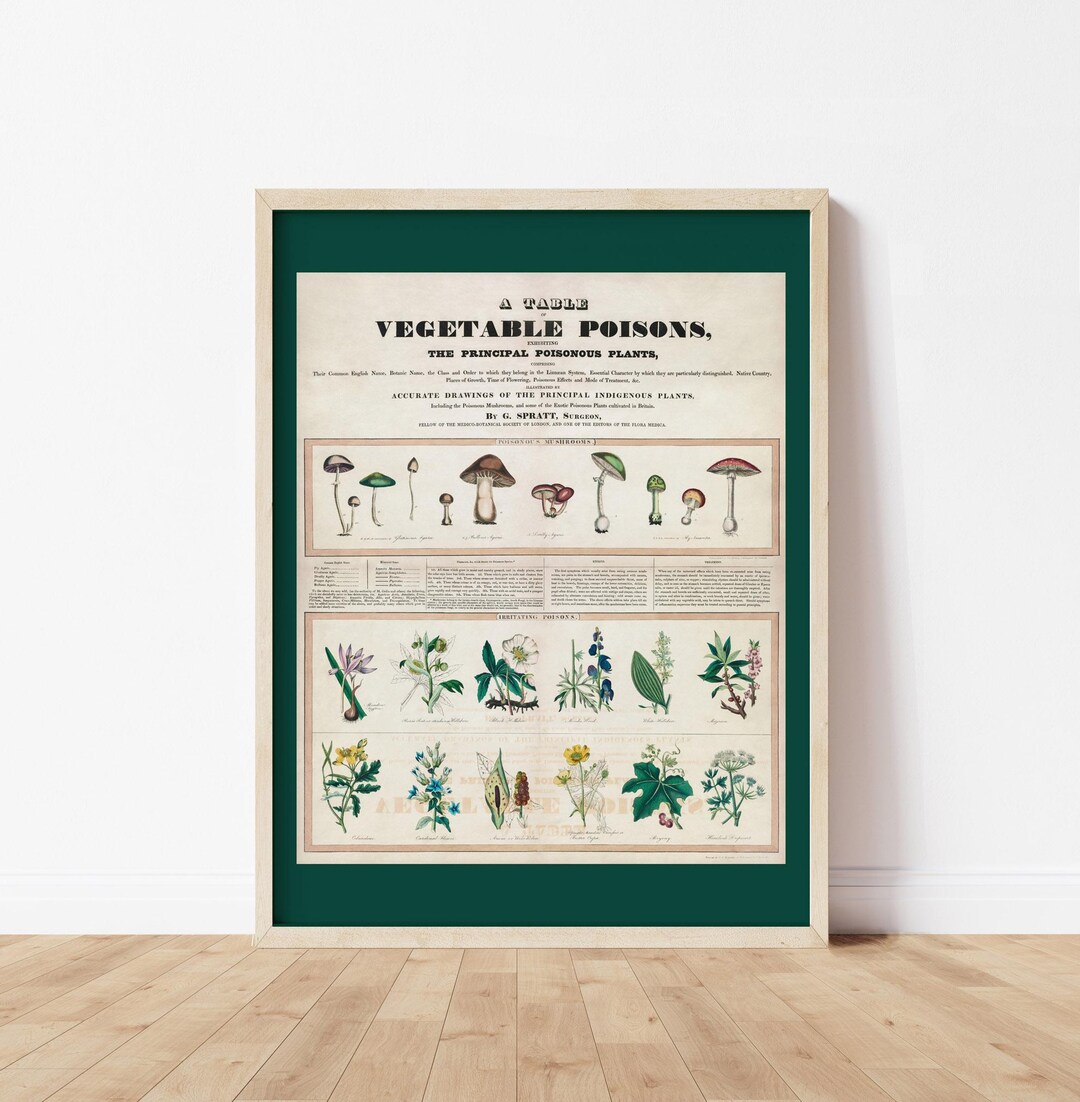 Vintage Poisonous Plant Chart Print, Botanical Illustration, Light ...
