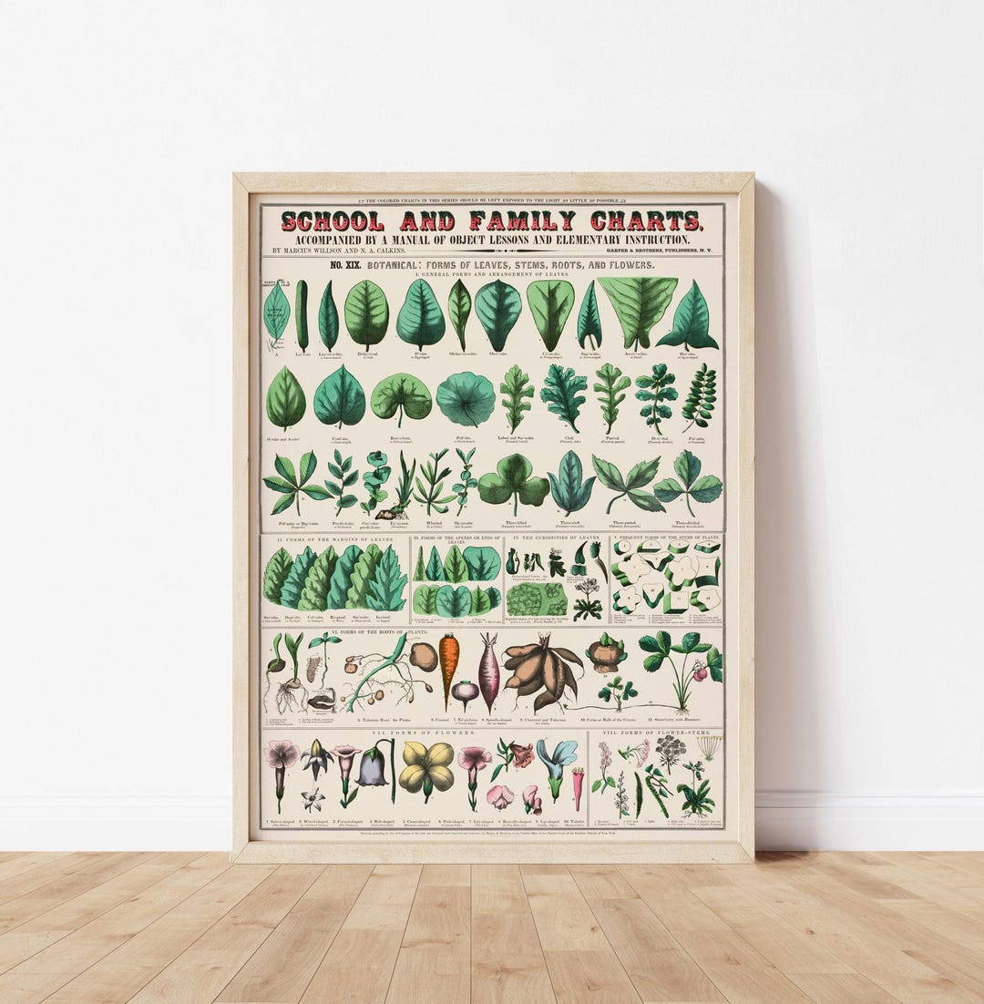 Nature Education Chart Vintage Illustration Print Downloadable Art ...