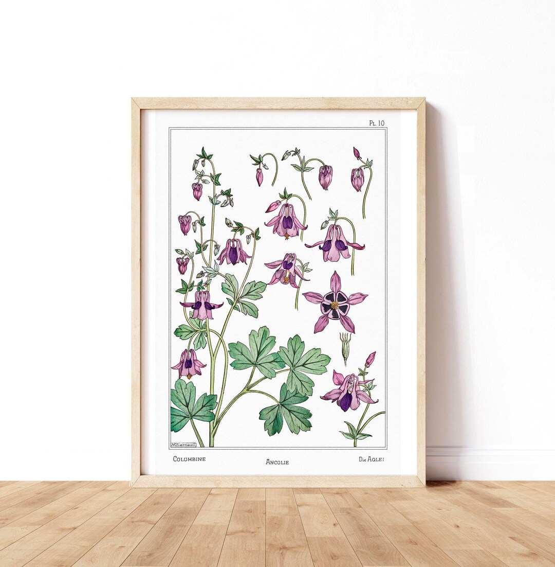 Columbine Illustration Art Nouveau Flower Print Light Academia Decor ...