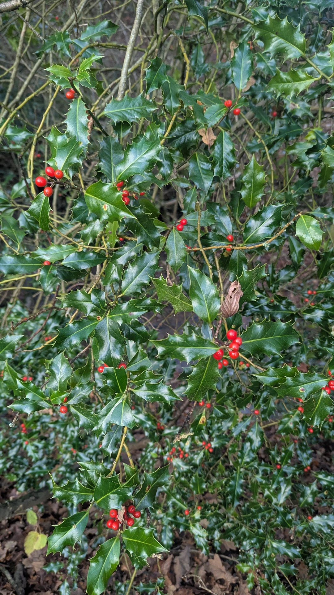 20x Organic Shropshire Fresh Holly With Berries on Every Sprig - Etsy