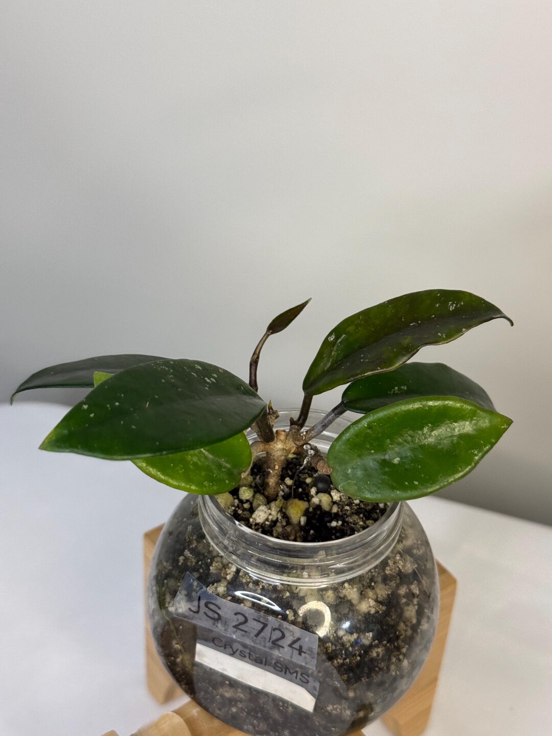 Hoya Crystallina SMS - Etsy