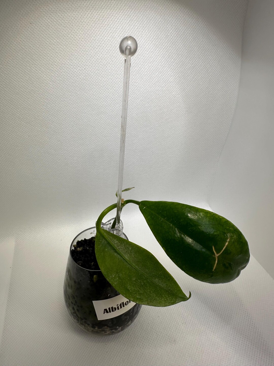 Hoya Aff. Albiflora – Delicate Blooms & Vining Elegance - Etsy