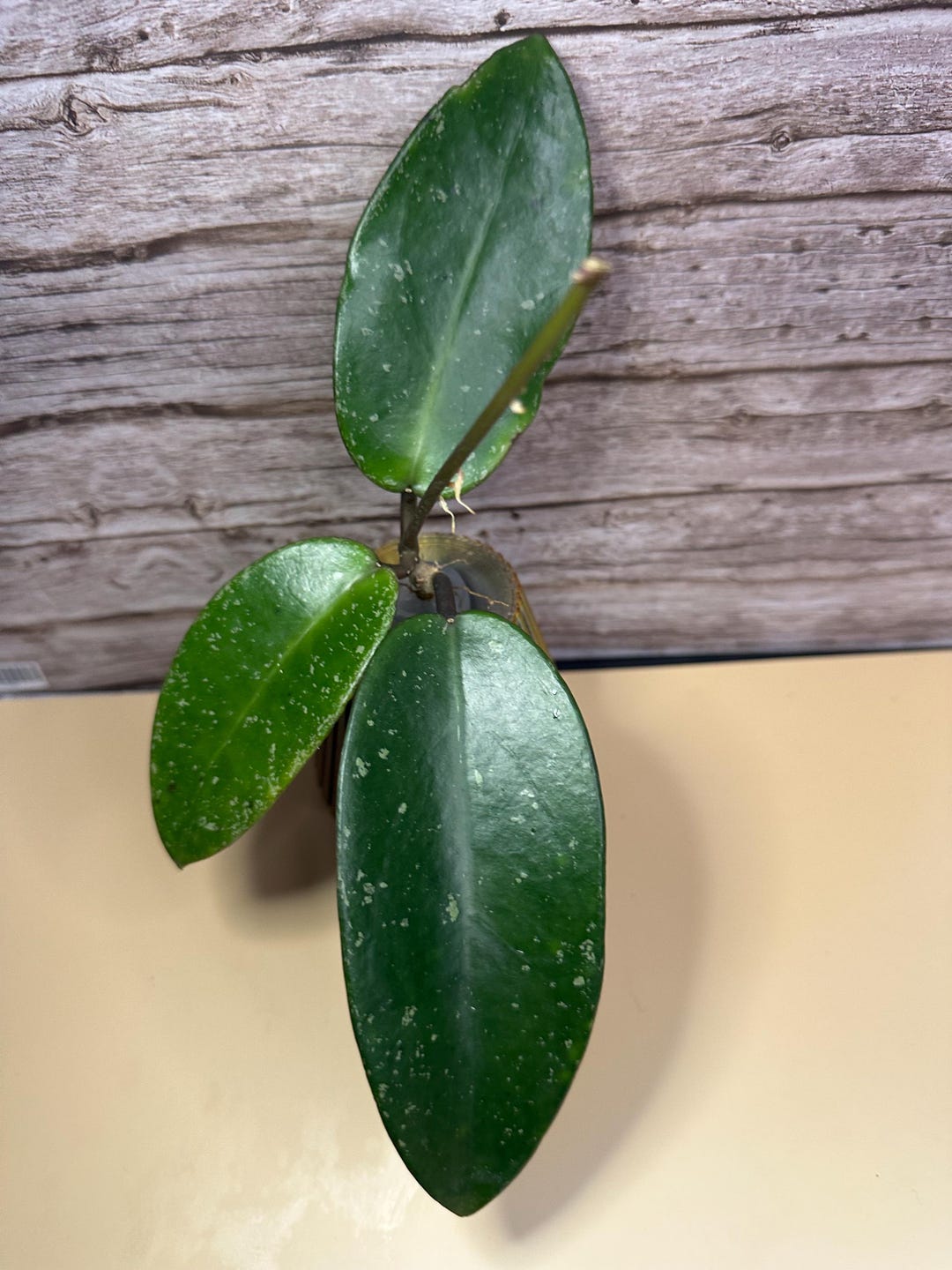 Hoya Silver Dollar Splash - Etsy