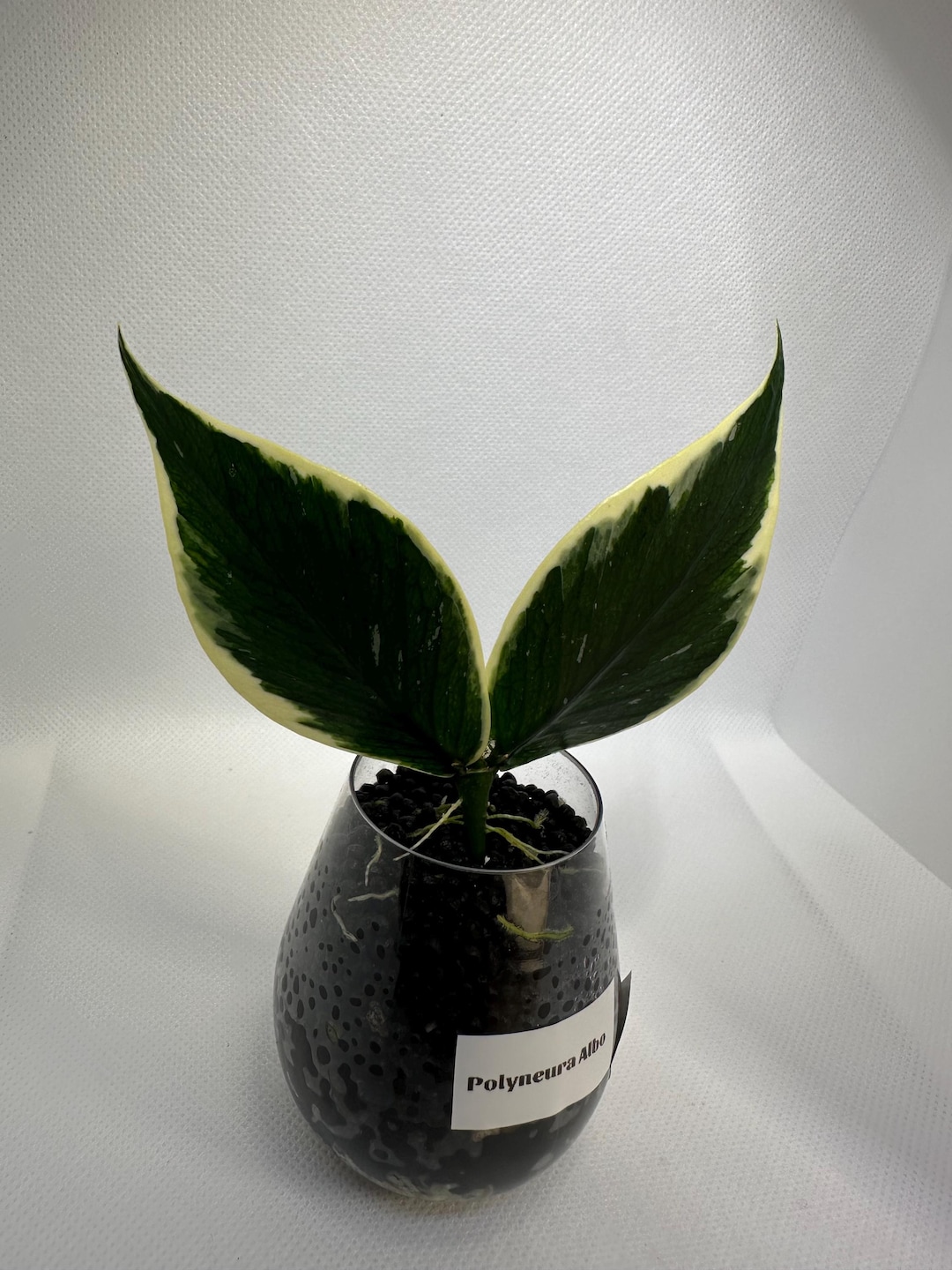 Hoya Polyneura ‘albo Outer Variegated’ – Rare Fishtail Hoya With Cream ...