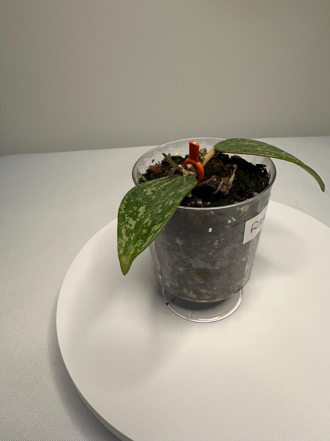 Hoya Rangsan – Rare Collector’s Hoya | Stunning Variegated Foliage ...