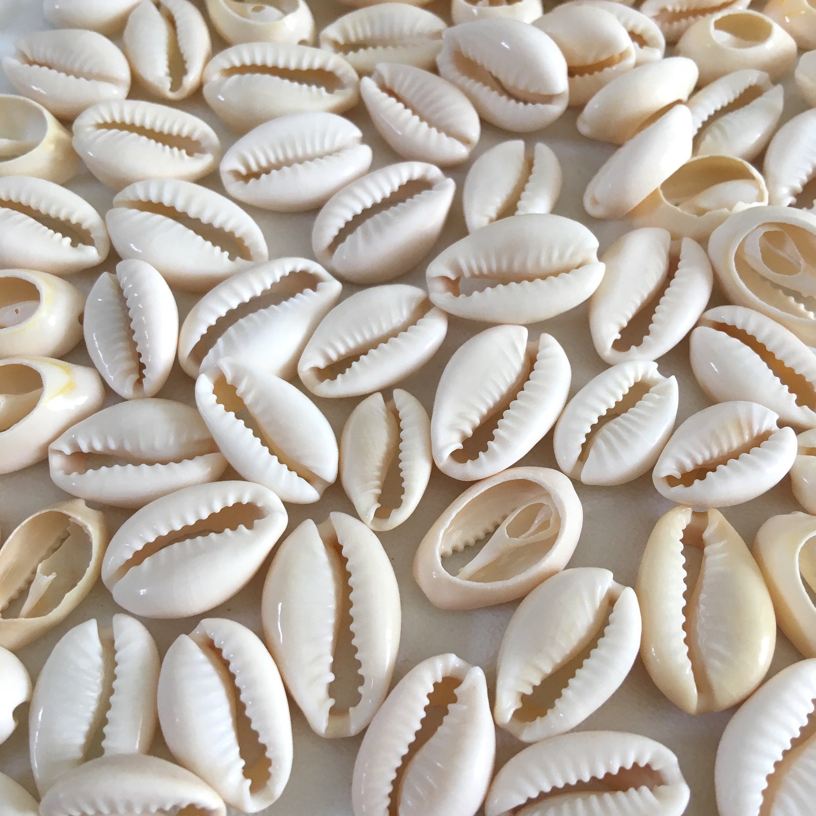 50 Grams Cowrie Shells: Mixed Size, Cut Back - Boho Tribal Crafts - Etsy