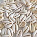 Cowrie Shell Mixed Size 50 Grams, Cut Back No Hole, Sea Shell Ethnic ...
