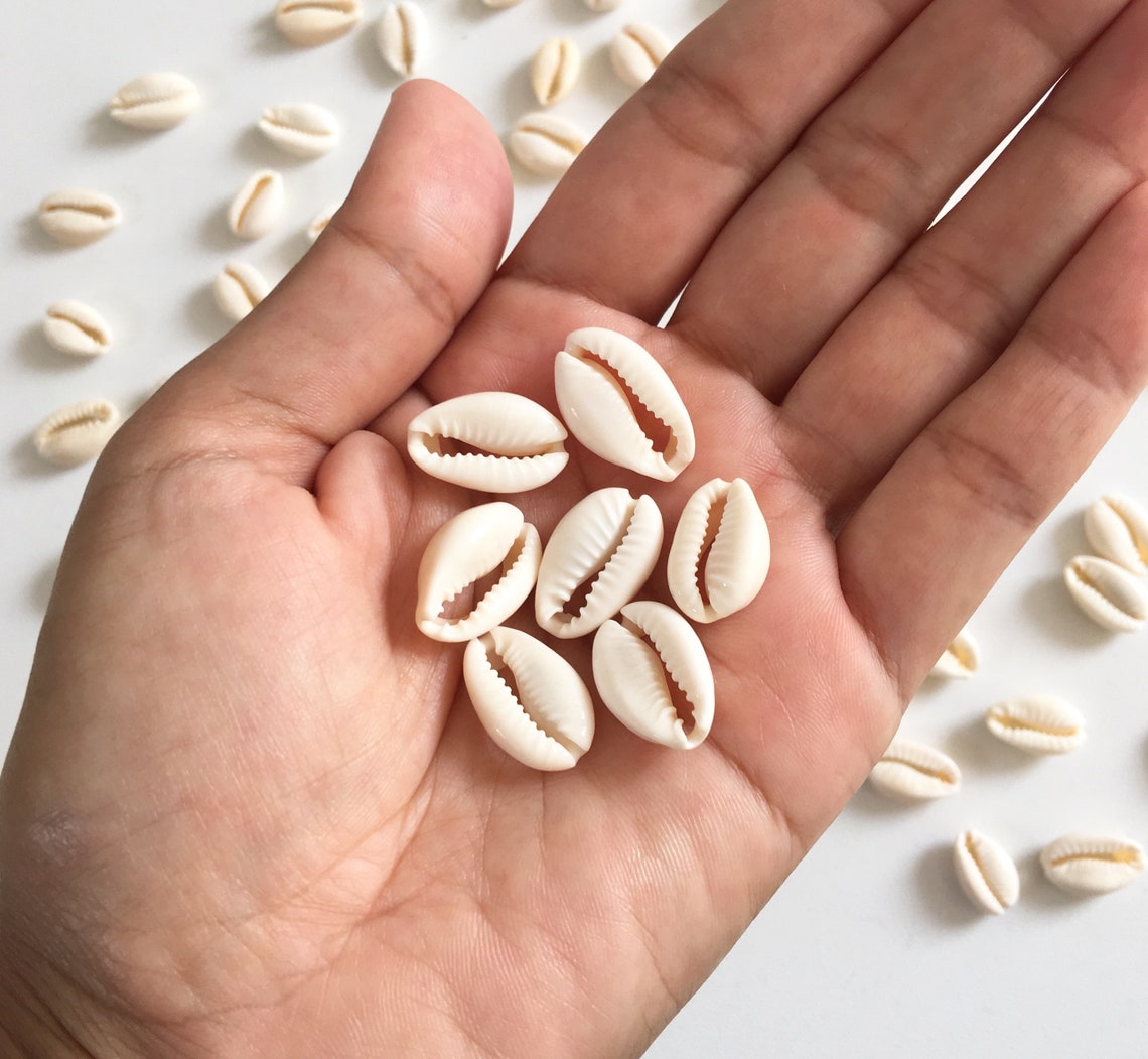 Cowrie shell Mixed size 50 grams cut back no hole sea shell | Etsy