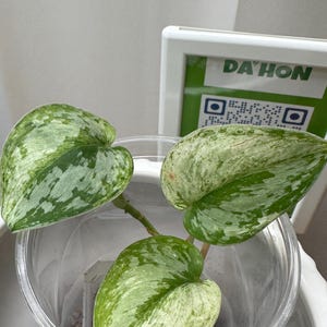 The Scindapsus Pictus 'peasun' 1.0 -RARE COLLECTION - Etsy