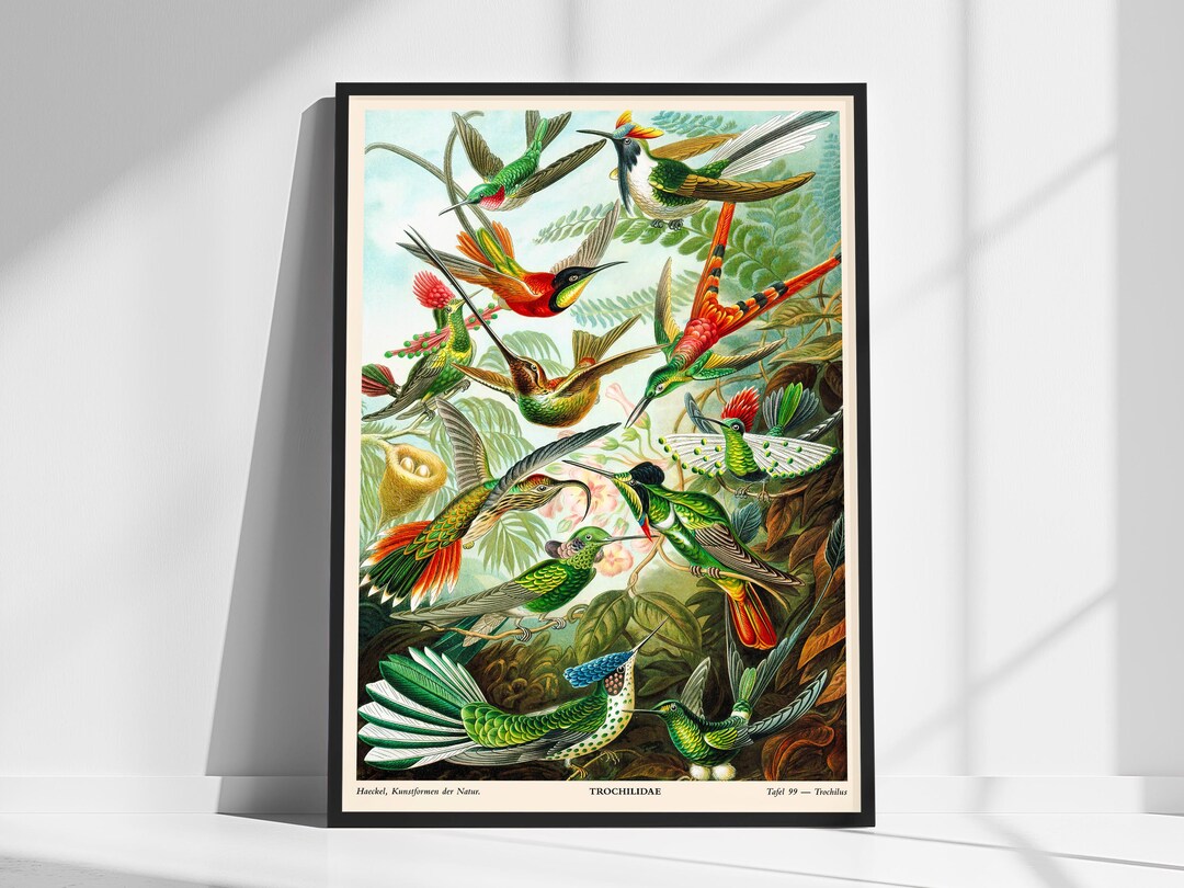 Vintage Botanical Poster - 'trochilidae' by Adolphe Millot | Exquisite ...