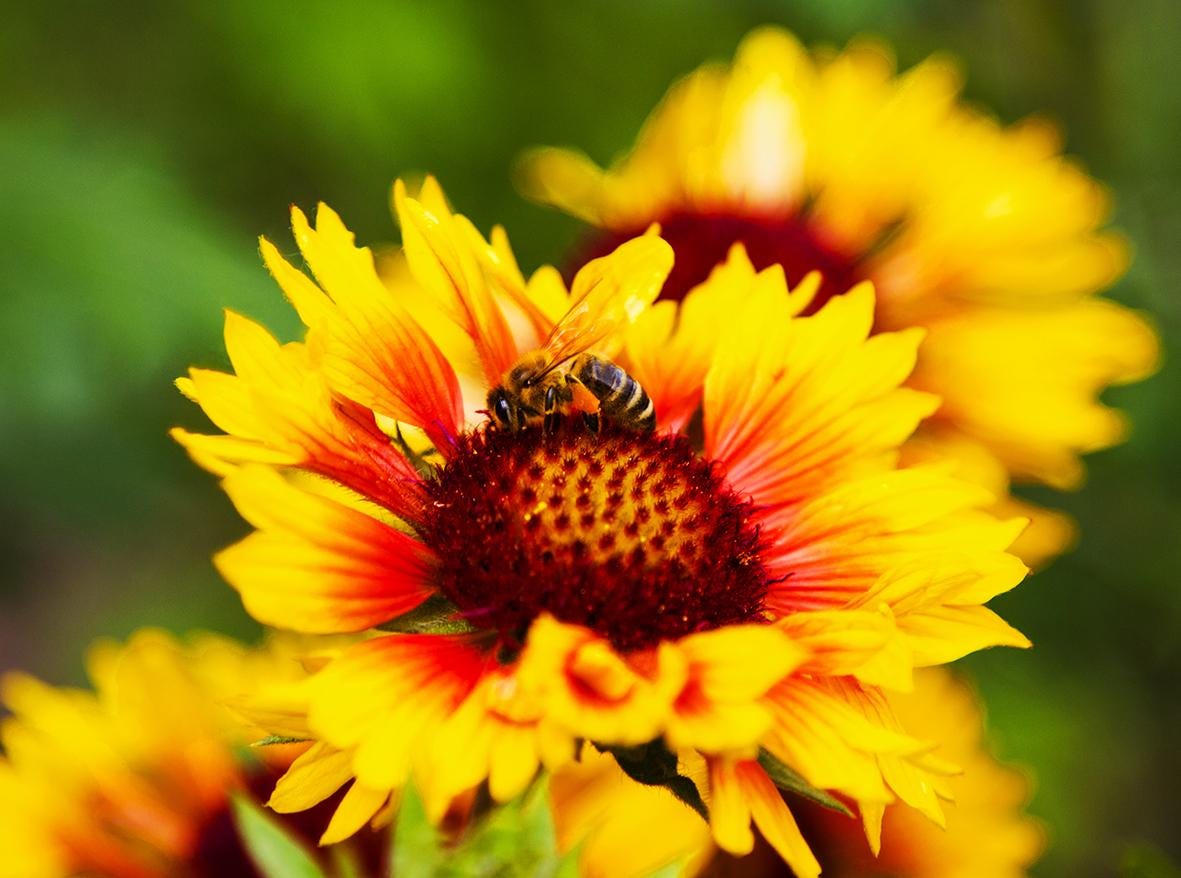 Nature View Photography Print, Digital and Printable Wall Decoration ...