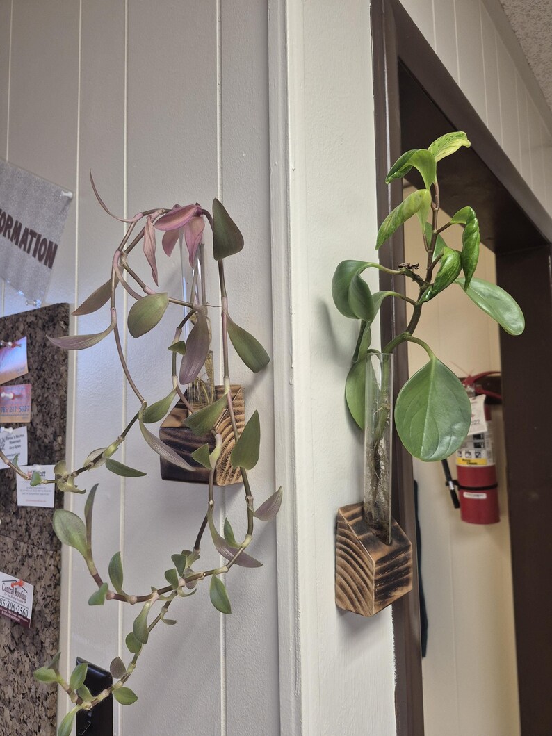 Plant Propagation - Etsy