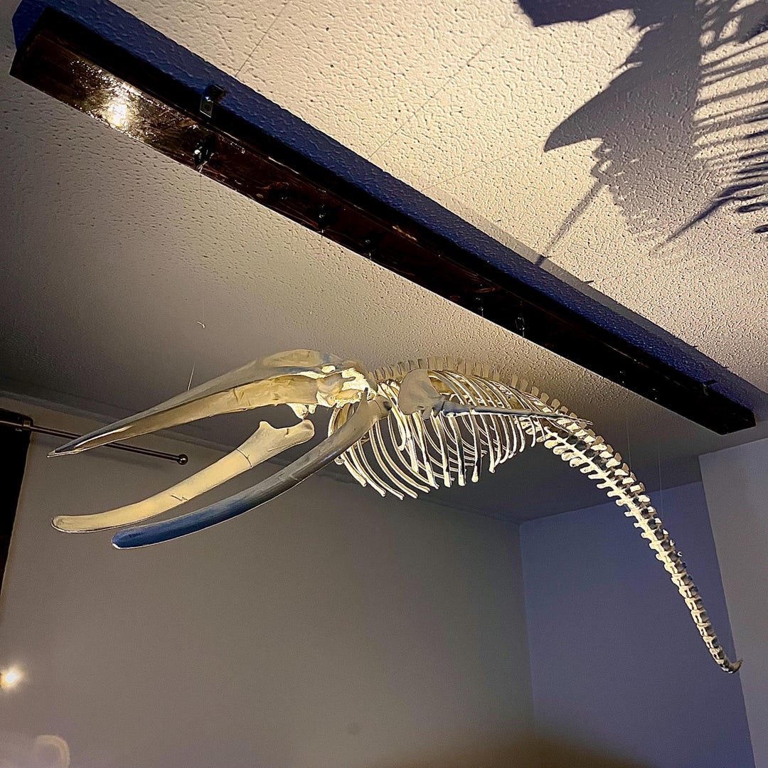 Handmade Whale Skeleton Replica | 1.8m Diving Pose Marine Biology Decor ...