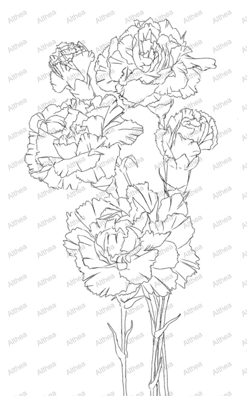 Carnation Line Drawing Art Print Digital Download - Etsy