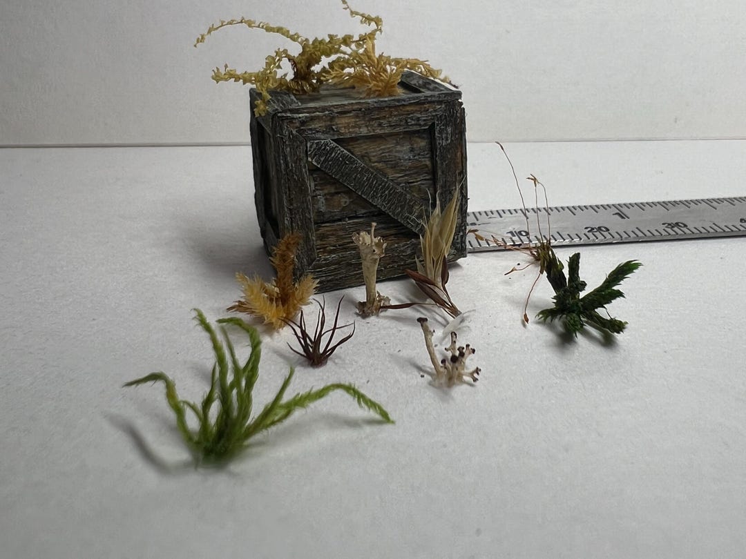 Set of Miniature Plants - Etsy