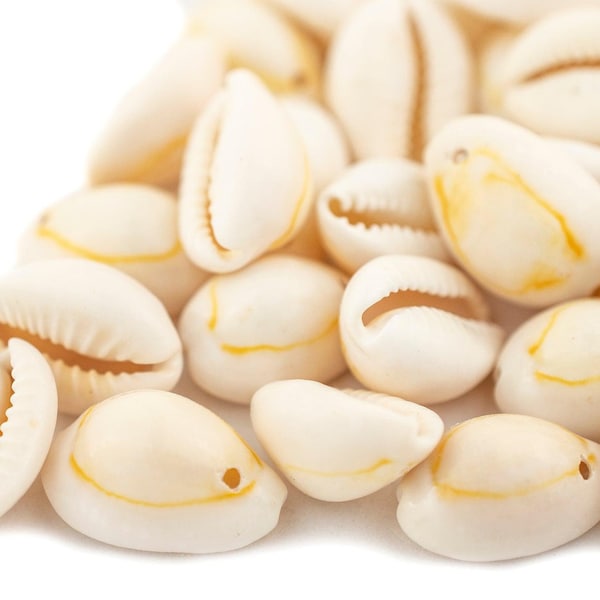 Cowrie Shell Necklace - Etsy