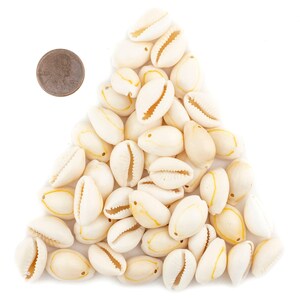 46 Beige Drilled Cowrie Shells Large: Natural Seashell Shells for ...