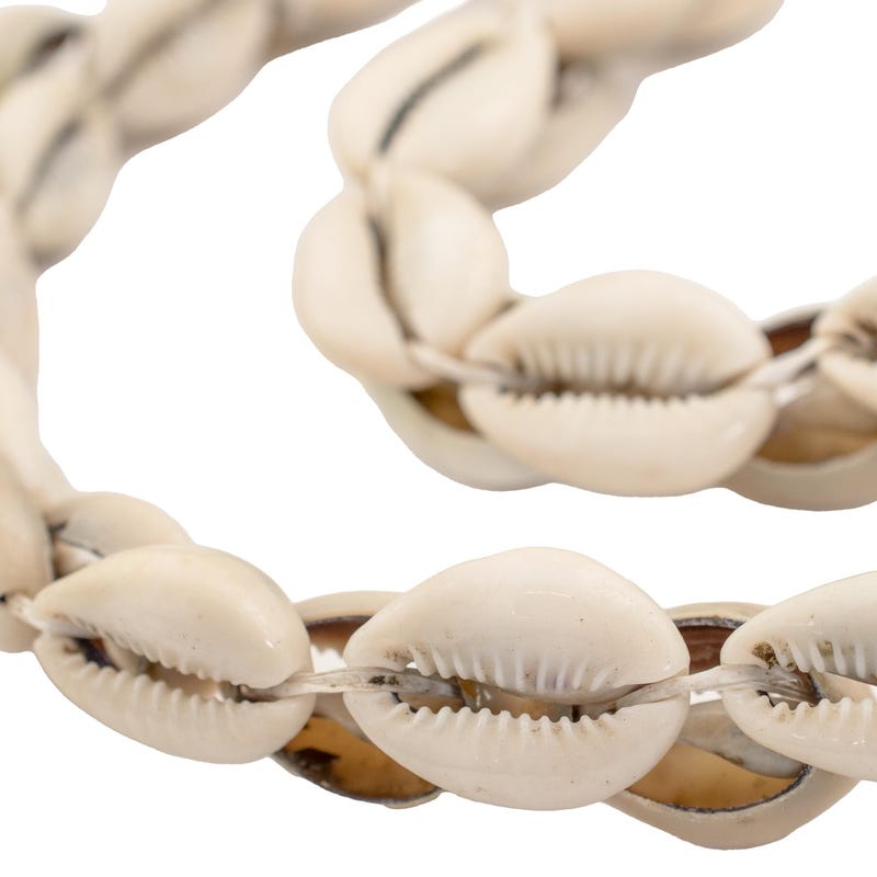 Cowrie Shells Medium - Etsy