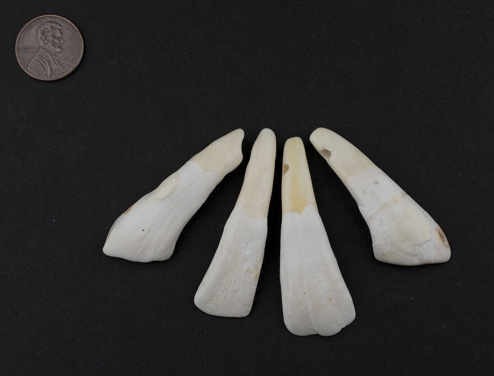 4 Water Buffalo Tooth Pendants: Buffalo Pendants Bone Tusk Pendant Bone ...